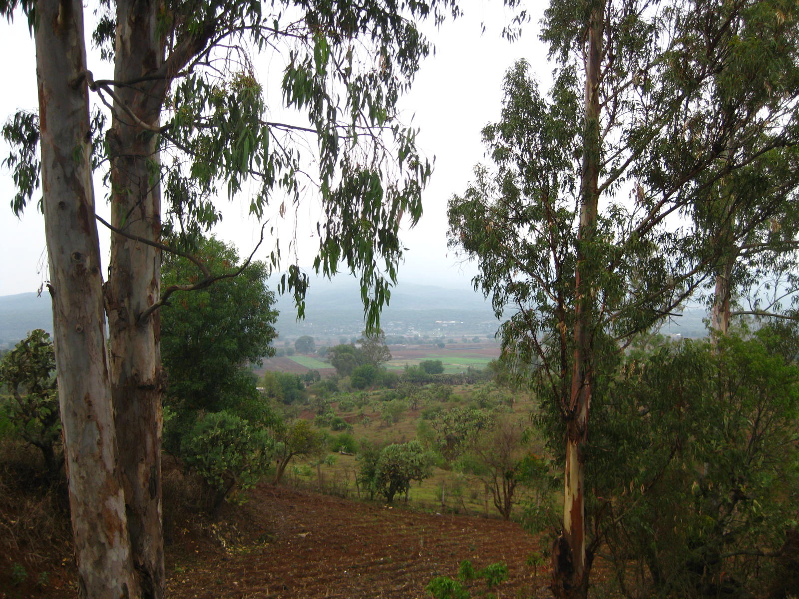 Quince 097 | Michael Gechter